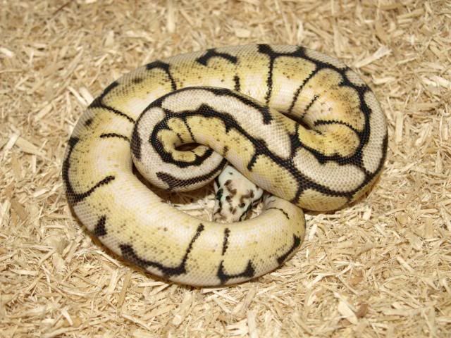 SE England - 2012 'Grown on' Royal Pythons | Reptile Forums